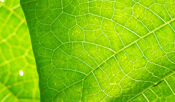 Ego-centric-v-Eco-centric-diagram-adapted-from-Art-Tawanghar-Designer ...