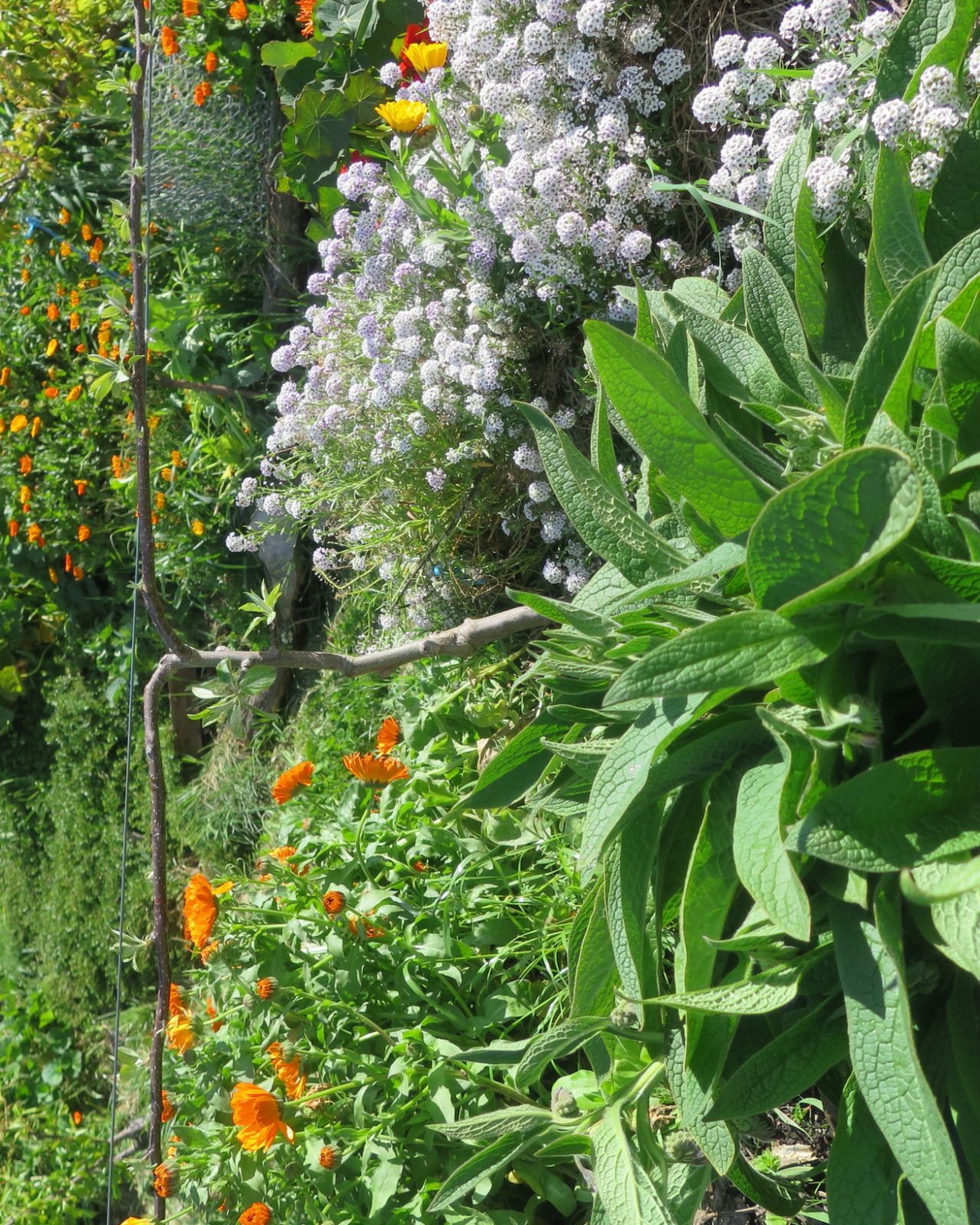 Living Mulches | Good Life Permaculture