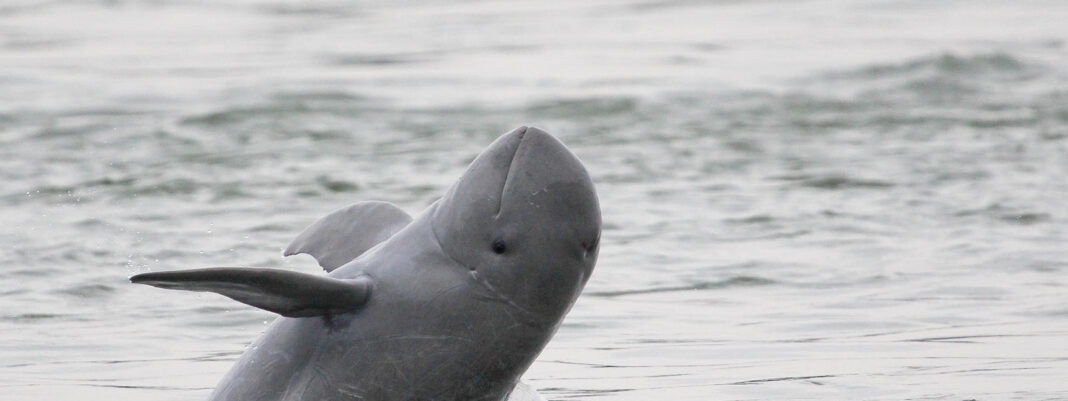 Indonesia’s mahakam dolphins driven away from natural habitats ...