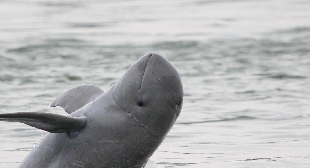 Indonesia’s mahakam dolphins driven away from natural habitats ...