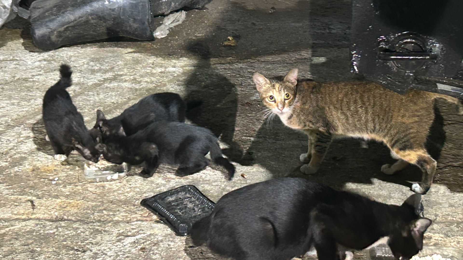 Woman aims to raise $200,000 to help save 100 stray cats in a factory area