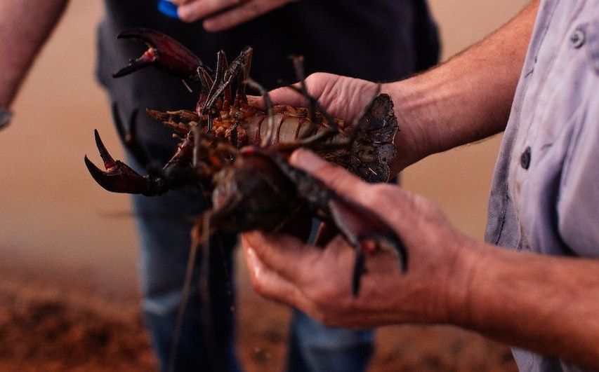 Spesis Baru Udang Sepit Biru Ditemui Dalam Akuarium